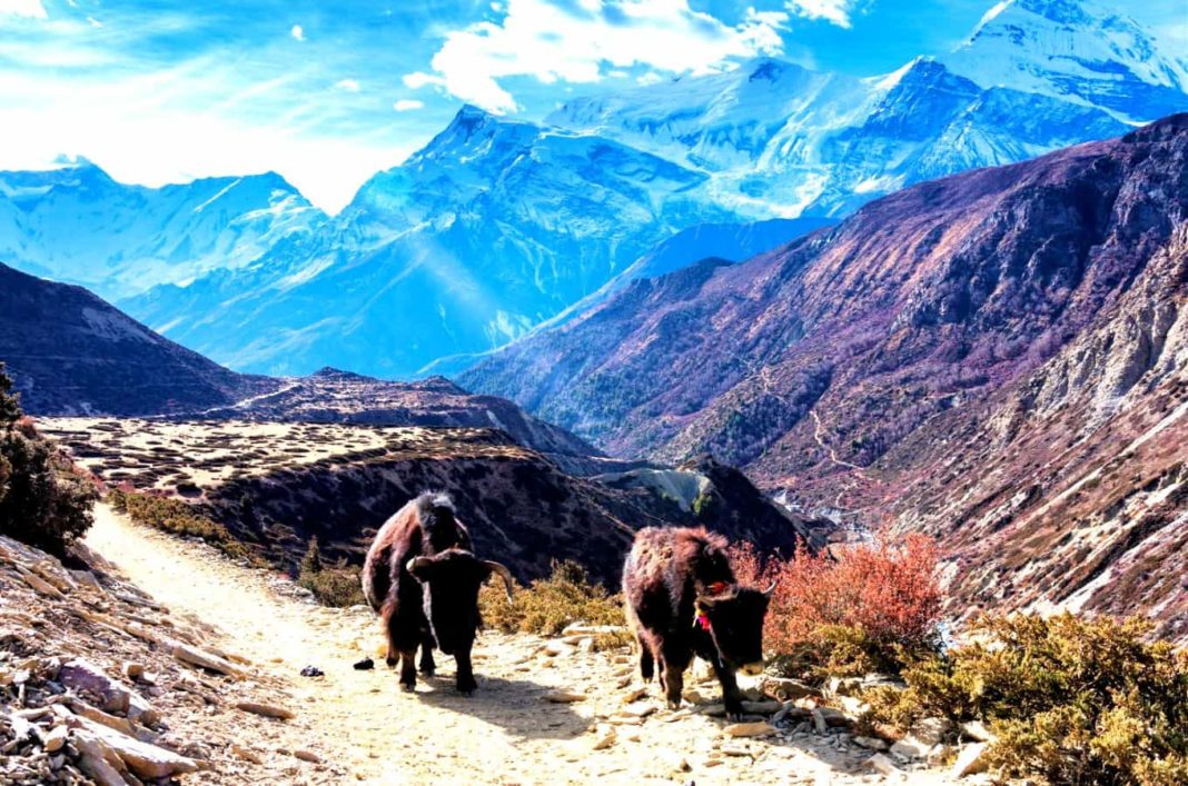 7 Best National Park In Nepal | Beautiful Wildlife Places to Visit Nepal